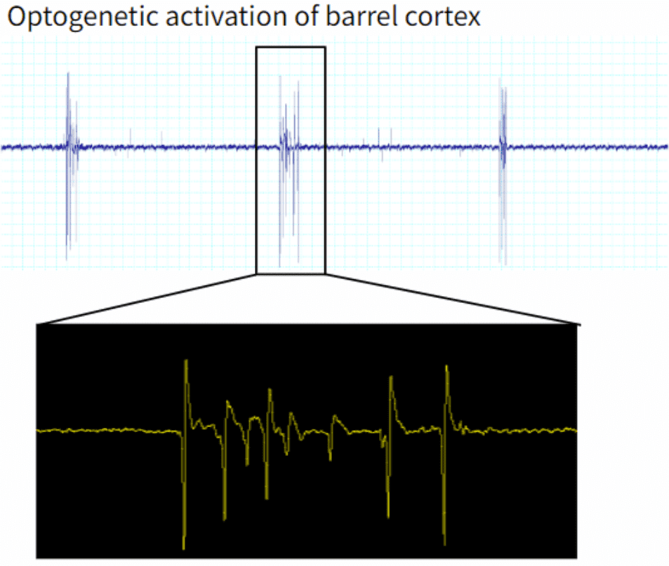 Whisker Experiment for the Optogenetics Biopotential Telemeter | ADInstruments
